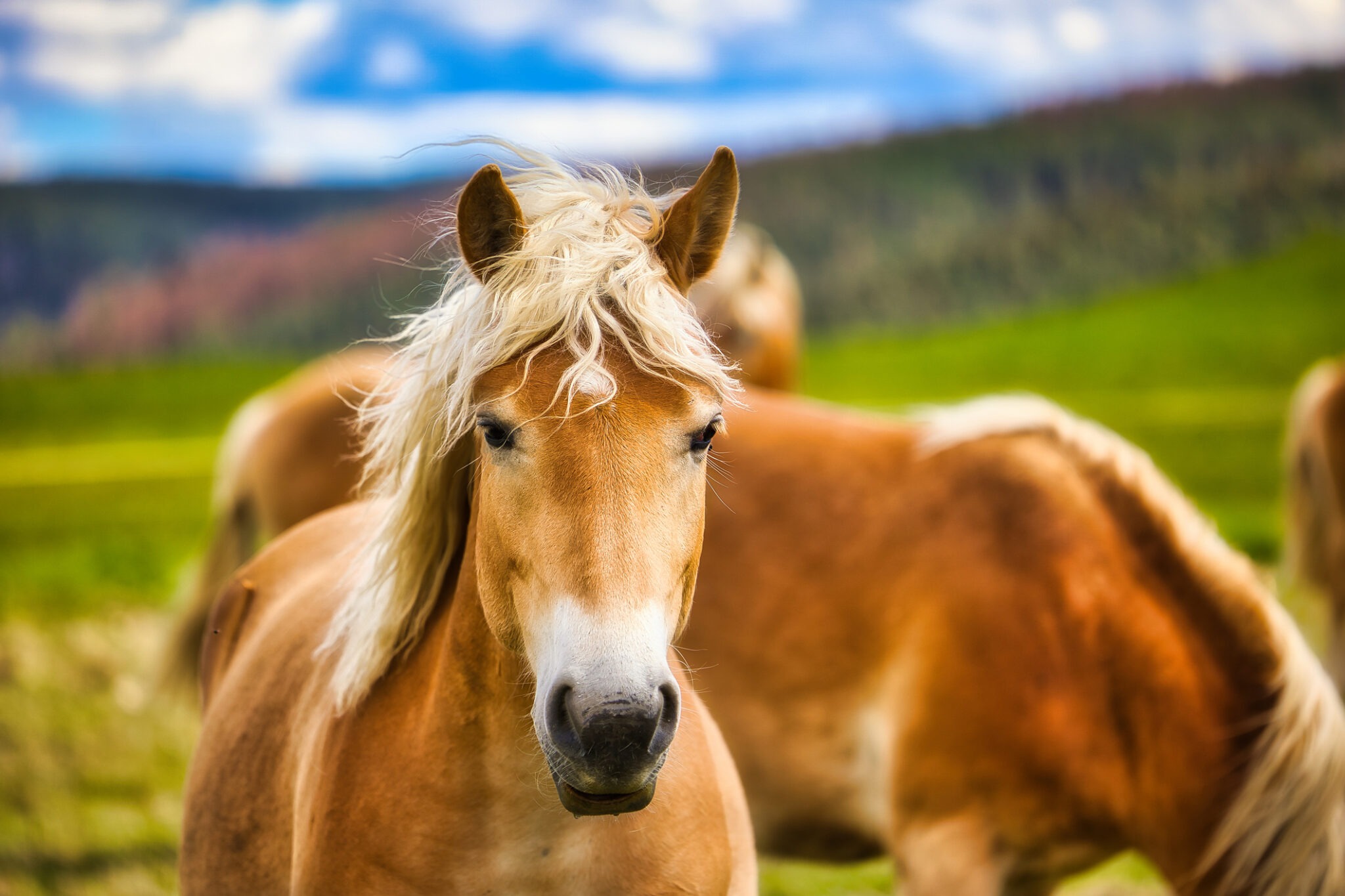 Cross Ties - RCI Corrals